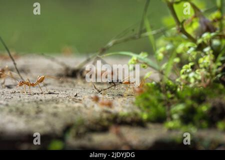 close-up of weaver ants colony Stock Photo - Alamy
