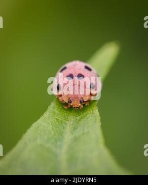 Insect macro shot, fly, ladybug Stock Photo - Alamy