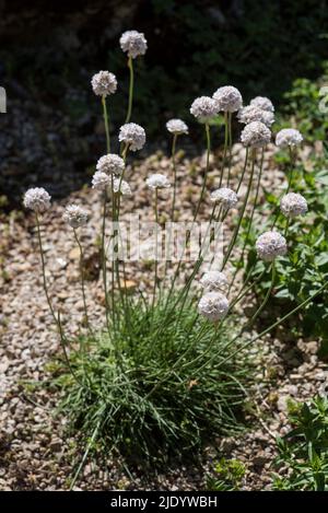 Close up of White Sea Thrift - Armeria maritima 'Alba' AKA Sea ...