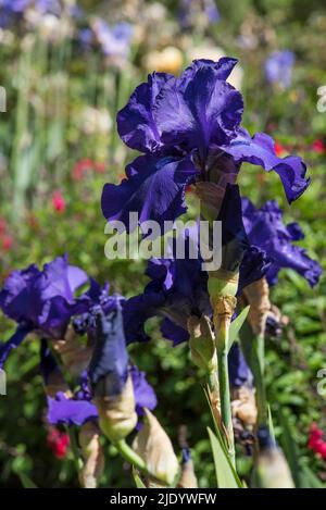 Rich dark Purple Bearded Iris with ruffled petals AKA pogon irises of ...