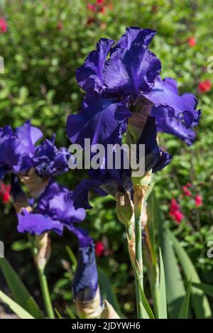 Rich dark Purple Bearded Iris with ruffled petals AKA pogon irises of ...