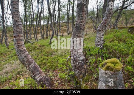 Birch (Betula pendula) forest, Lofoten, Norway Stock Photo - Alamy