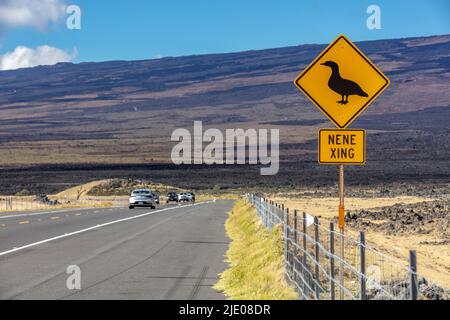Warning sign, road sign, Nene, Hawaiigans, Saddle Road, Big Island ...