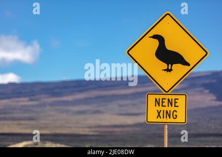 Warning sign, road sign, Nene, Hawaiigans, Saddle Road, Big Island ...