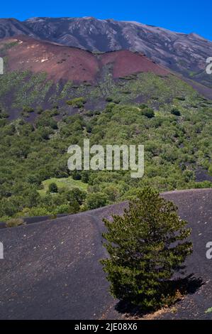 Circular trail around Monti Sartorius , Astragalus siculus,, a plant ...