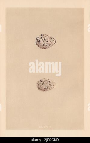 Common Sandpiper Bird 19th century colour illustration Stock Photo - Alamy