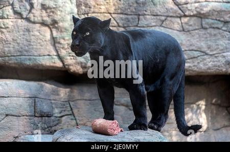 Melanistic male jaguar (Panthera onca), known as "panther" in Wildlife ...
