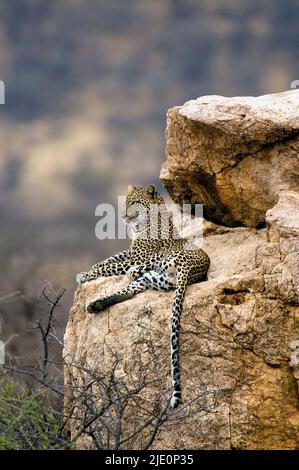African Leopard (Panthera pardus pardus) Mammalia Stock Photo - Alamy