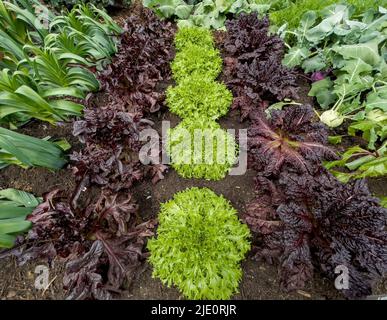 Elevated view of rows of red and green lettuce growing in a veg patch ...