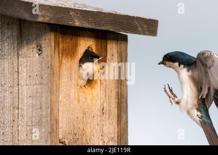 Baby Tree Swallow in birdhouse, being fed by parent Stock Photo - Alamy