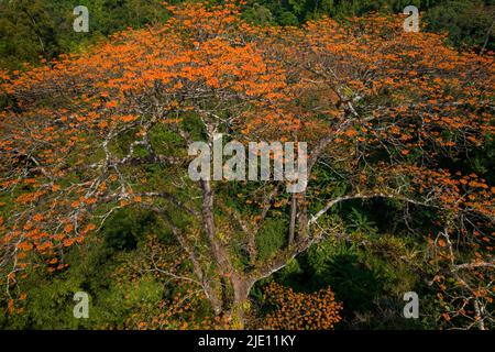 Aerial view of a large Pterocymbium macranthum tree in full blossom ...