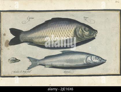 Carp and houting, inscriptions identify the fish in Latin and Dutch ...