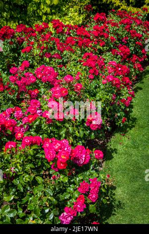 Rosa (Flower Carpet Red Velvet) = 'Noare' Stock Photo - Alamy