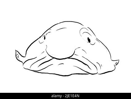 Blobfish, (blob fish Stock Photo - Alamy
