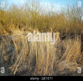 Grass field / veld landscape in Gauteng, South Africa Stock Photo - Alamy