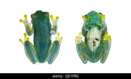 Top view glass Frog aka Cochranella granulosa, showing see through ...