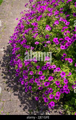 Border with Geranium 'Dilys', geranium procurrens x geranium sanguineum ...