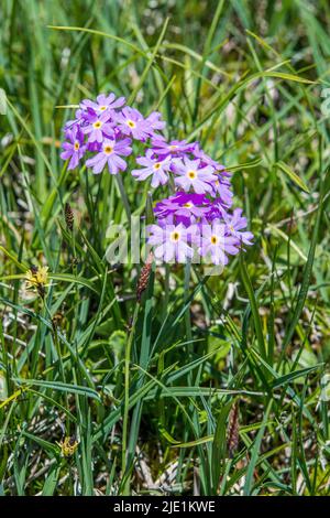 Primrose (family primulaceae) in flower. Photographed in Wimpole ...