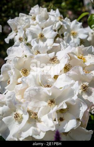 Rosa Sally Holmes Stock Photo - Alamy