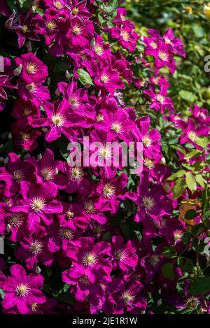 Clematis 'Barbara Harrington' Stock Photo - Alamy