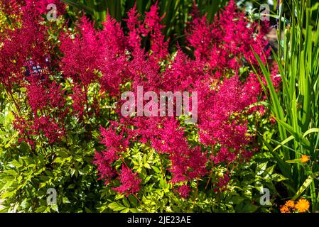 Astilbe 'Montgomery' (japonica hybrid), false goatsbeard Stock Photo ...