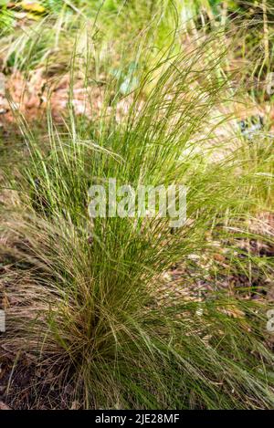 Ornamental grass, Needle grasses, Stipa Stock Photo - Alamy