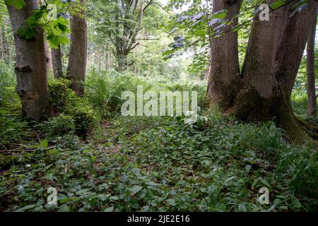 managed ash and beech woodland West Dorset England UK Stock Photo - Alamy