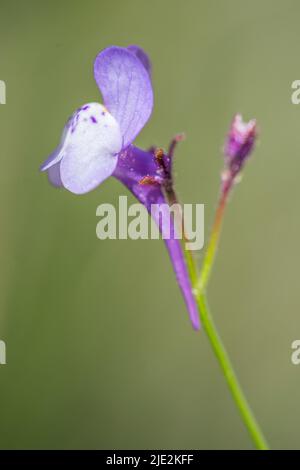 plantain family (Plantaginaceae) Plantae Stock Photo - Alamy