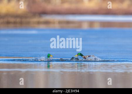 Drake mallards in northern Wisconsin Stock Photo - Alamy