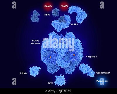 Illustration of danger-associated molecular patterns (DAMPs) and ...