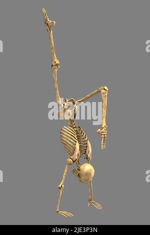 Illustration of a human skeleton in a handstand yoga position ...