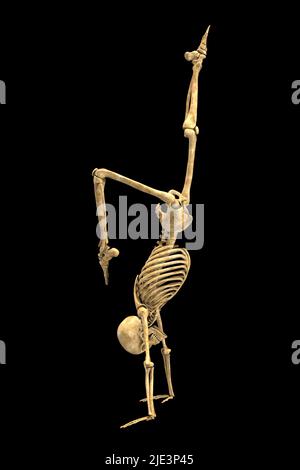 Illustration of a human skeleton in a handstand yoga position ...