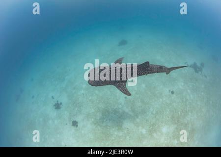 A whale shark, Rhiniodon typus, cruising over a shallow reef area ...