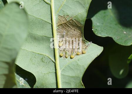 Larvae, slugworms of the sawfly Caliroa varipes feeding on the ...