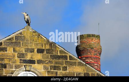 Grey Heron on rooftops by mill chimney, Hebden Bridge, West Yorkshire ...