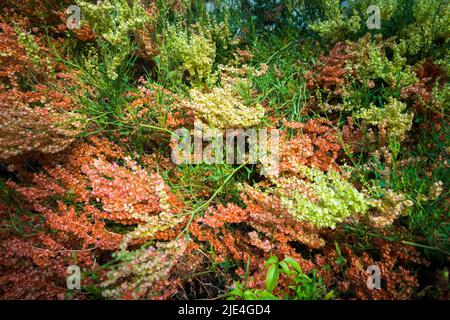 Beautiful multicolor Wild hydrangea blooming, usually found in the ...