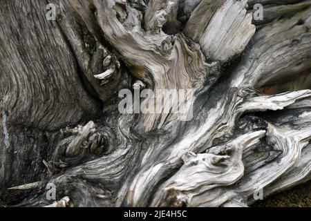 The texture of the flowers and trees bonsai Stock Photo - Alamy