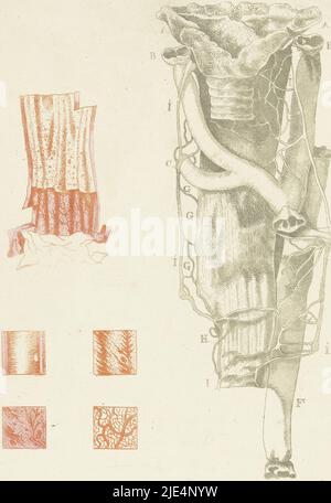 Anatomy of the esophagus and the aorta. Print with anatomical data from ...