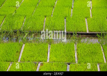 Linhai zhejiang taizhou spring scenery Stock Photo - Alamy