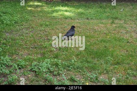 black crow aka raven scientific name Corvus of animal class birds Stock ...