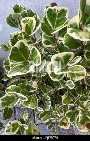 Green leaves of a plant with triangular Stock Photo - Alamy