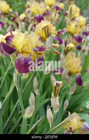 Bright colorful interesting pictures, original outdoor perennial ...