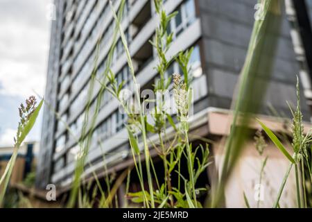 James Riley Point tower block on the Carpenters Estate in Stratford ...