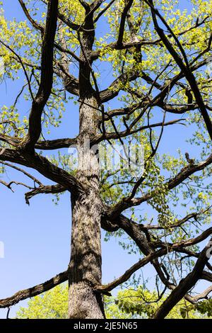 dark trunk and young green leaves of oak tree Stock Photo - Alamy