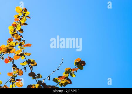 colorful twigs of hazel tree and blue sky Stock Photo - Alamy