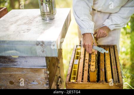 Beekeeper is examining his beehives in forest. Beekeeping professional ...