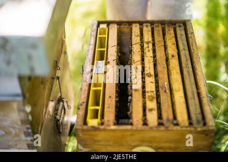 Beekeeper is examining his beehives in forest. Beekeeping professional ...