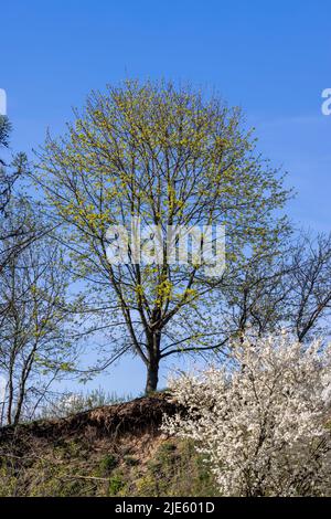 new young foliage of maples in spring, part of a tree with young newly ...