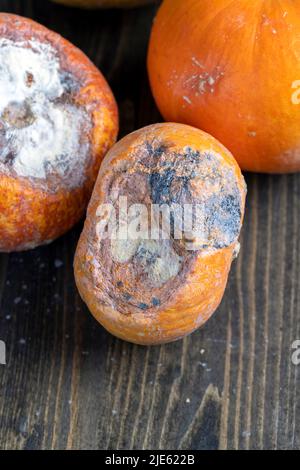 spoiled food rotten pumpkin, spoiled pumpkin food that has not been ...