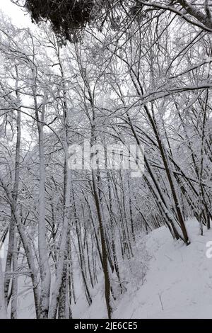 deciduous trees in winter after a snowfall, sunny weather in a winter ...